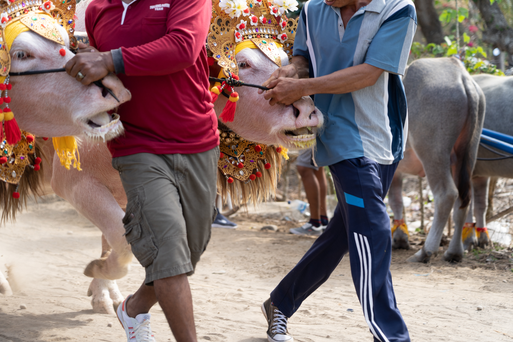 Bali – Bulls Race Makepung Negara – Michael Paramonti Fotografie