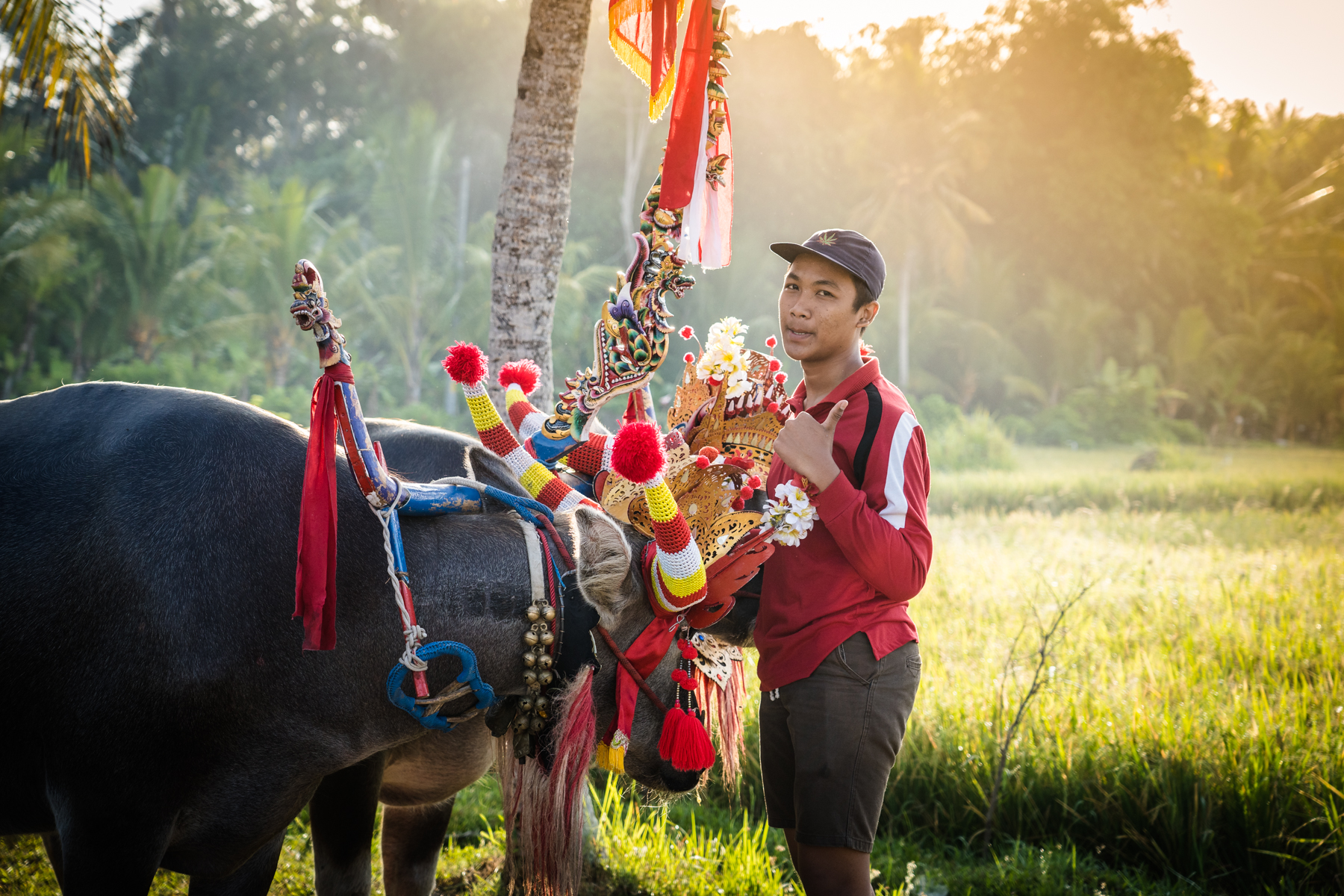 Bali – Bulls Race Makepung Negara – Michael Paramonti Fotografie